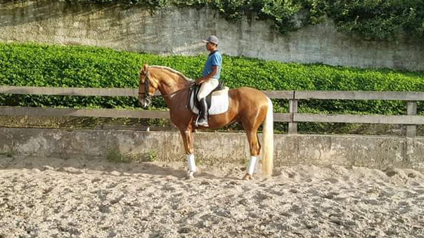 O que fazer quando um cavalo encapota? – Adestramento Brasil