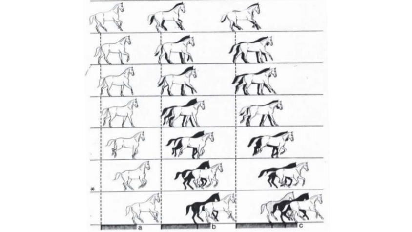 Como acertar o passo, o trote e o galope alongados – Adestramento Brasil