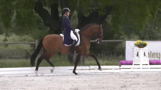 João Victor Oliva e Escorial Horse Campline aptos para competir nos ...